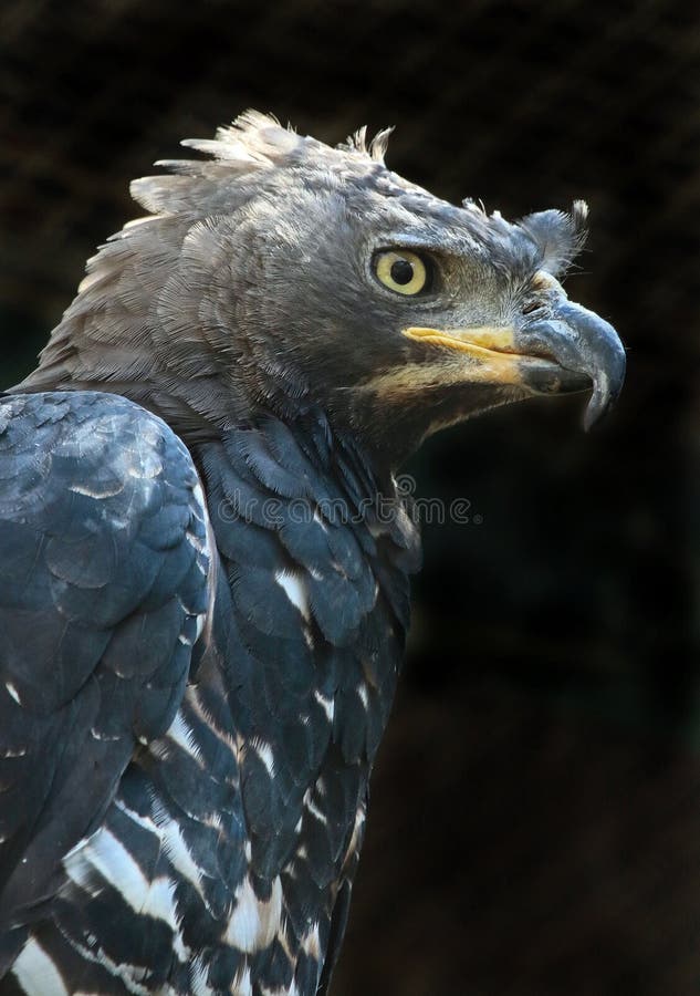 African Crowned Eagle stock image. Image of bird, power - 109098009