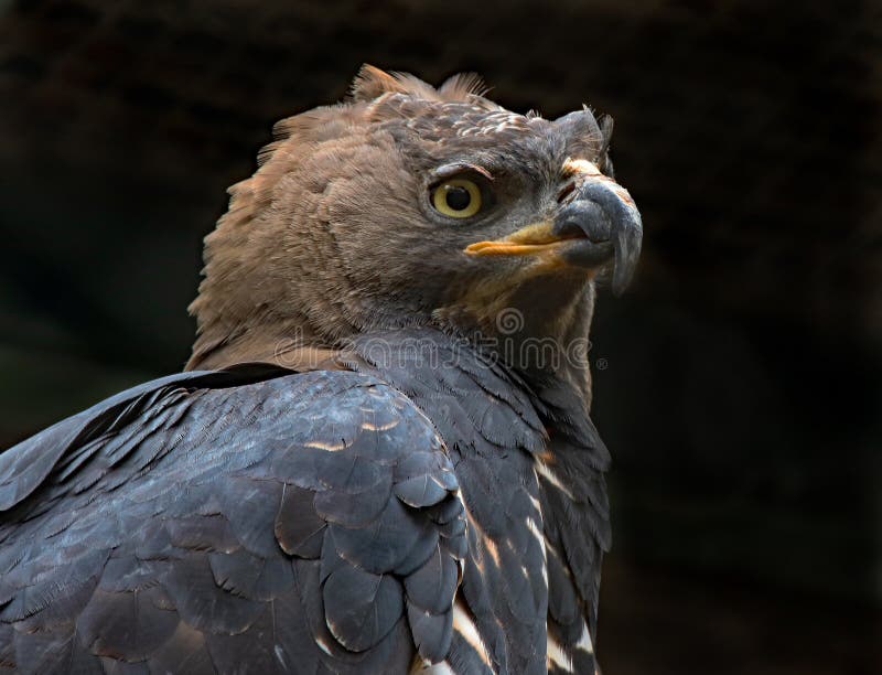African Crowned Eagle stock photo. Image of birds, hunter - 109098030