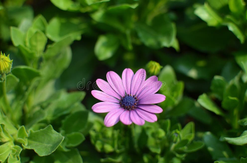 The African Daisies. a Tiny Pink Flower Stock Photo - Image of macro ...