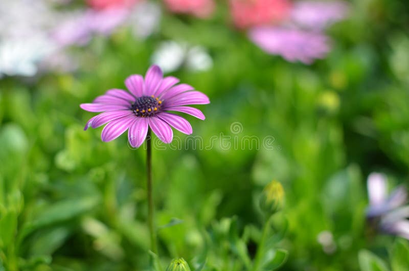 The African Daisies. a Tiny Pink Flower Stock Image - Image of marigold ...