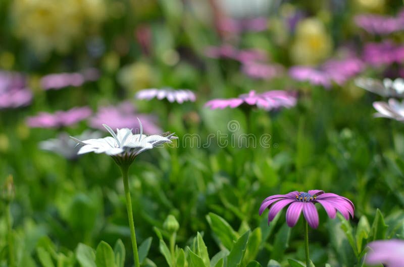 The African Daisies. a Tiny Pink Flower Stock Image - Image of marigold ...
