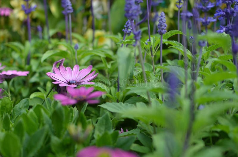 The African Daisies. a Tiny Pink Flower Stock Image - Image of africa ...