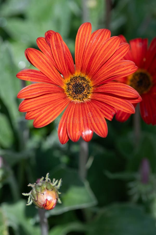 African Daisy (dimorphotheca Acklonis) Flower Stock Photo - Image of ...
