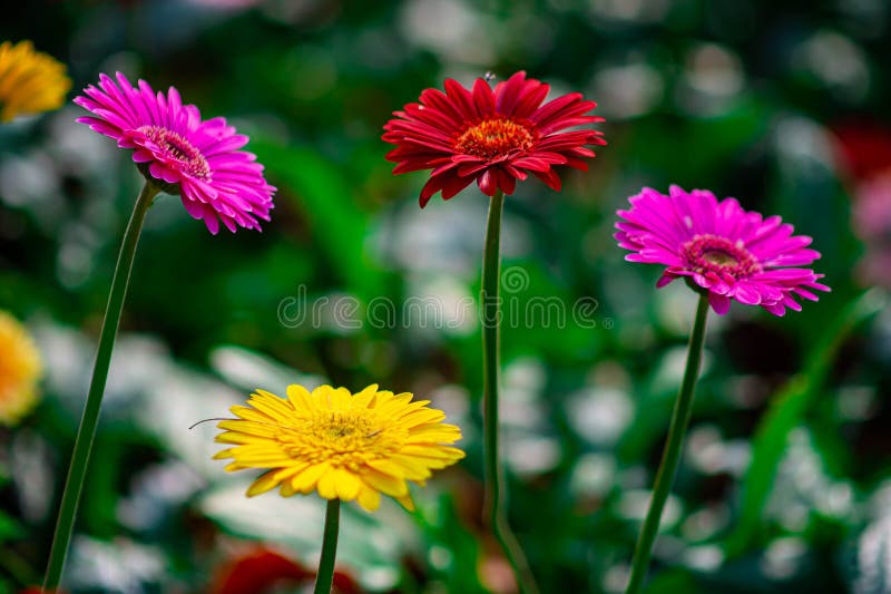 African Daisy Flowers in Different Color with Nice Blur Background in ...
