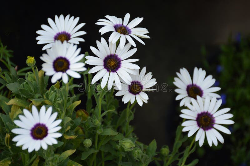 African Daisy Flowers Growing in the Garden Stock Image - Image of ...