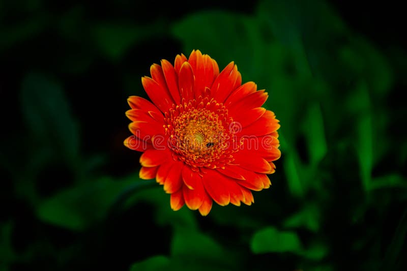 African Daisy Flowers in Orange Color with Nice Blur Background in the ...