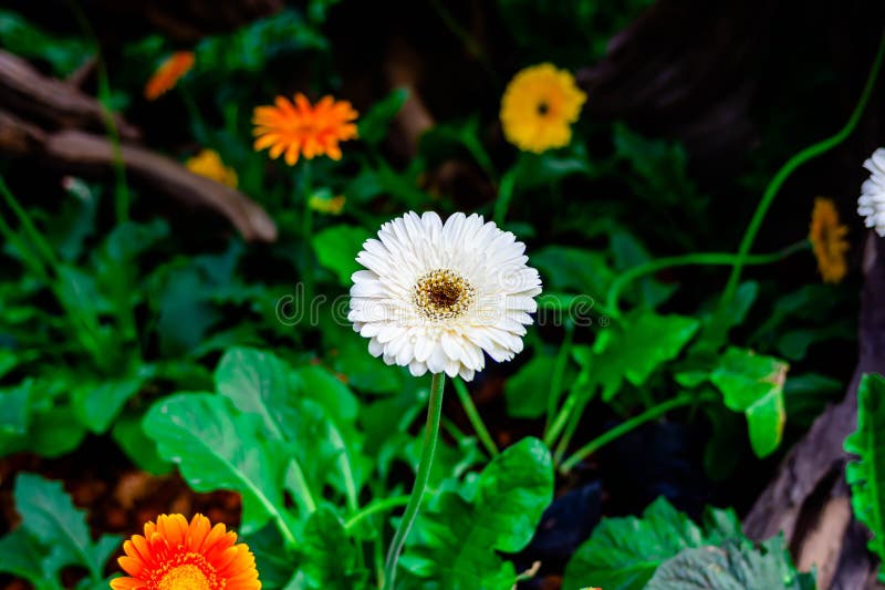 African Daisy Flowers in White Color with Nice Blur Background in the ...