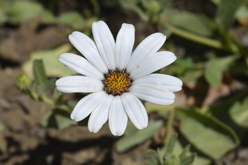 African Daisy Silverhill White Stock Image - Image of close, outdoors ...