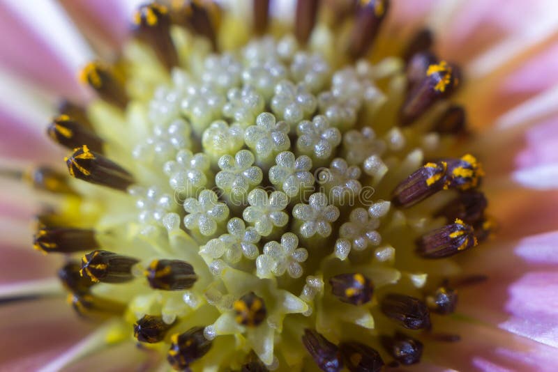 African Daisy - Stamens, Anthers, and Pistils Stock Image - Image of ...
