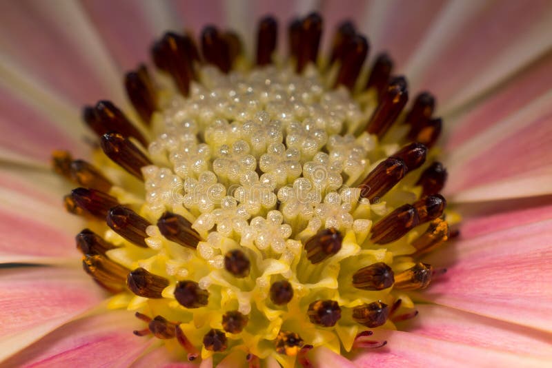 African Daisy - Stamens, Anthers, and Pistils Stock Image - Image of ...