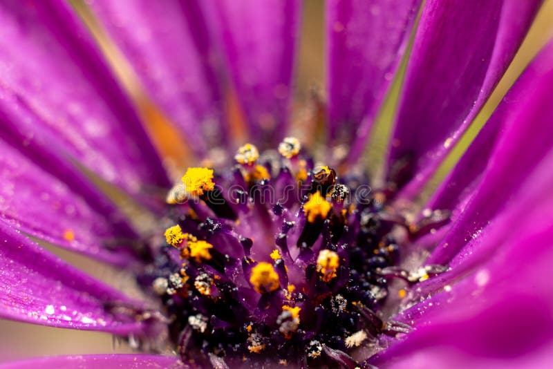 African Daisy Stigma Close Up Stock Image - Image of garden, plant ...