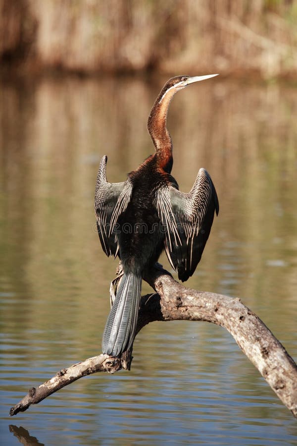 African Darter stock image. Image of south, wings, african - 12574527