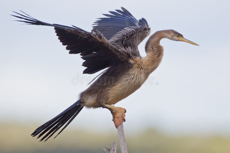 African Darter (anhinga Rufa) Stock Image - Image of wildlife, animal ...