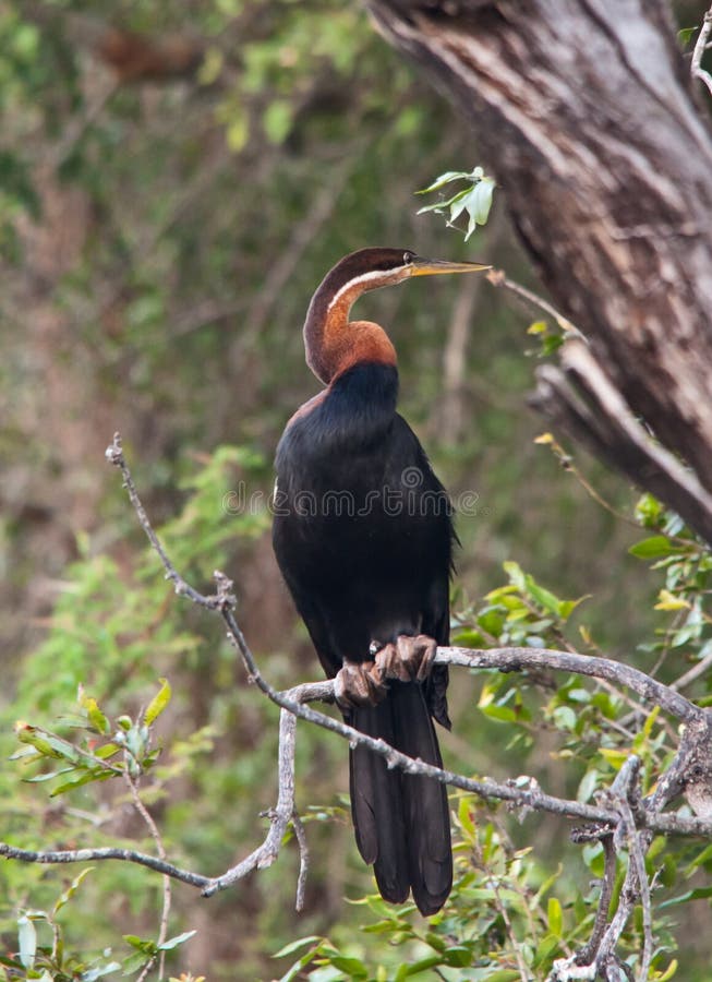 African Darter Anhinga Rufa 10742 Stock Image - Image of anhinga, bird ...