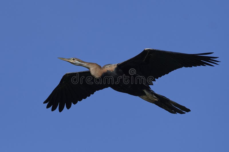 African Darter Anhinga Rufa Stock Image - Image of wildlife, african ...