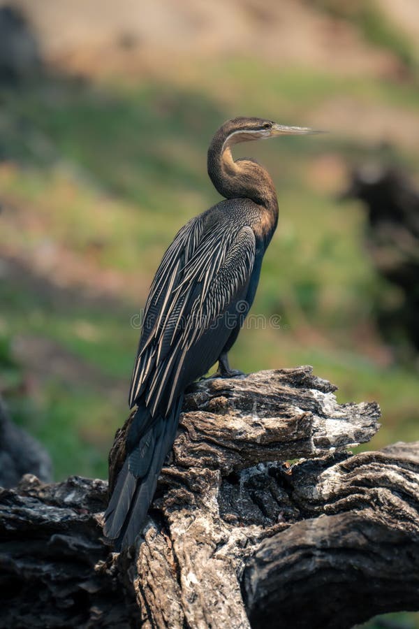 African Darter Dead Tree Sunshine Stock Photos - Free & Royalty-Free ...