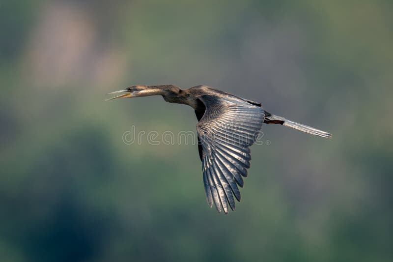 African Darter Flies Opening Beak Wings Down Stock Photo - Image of ...