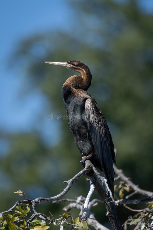 African Darter on Leafy Branch in Profile Stock Photo - Image of darter ...