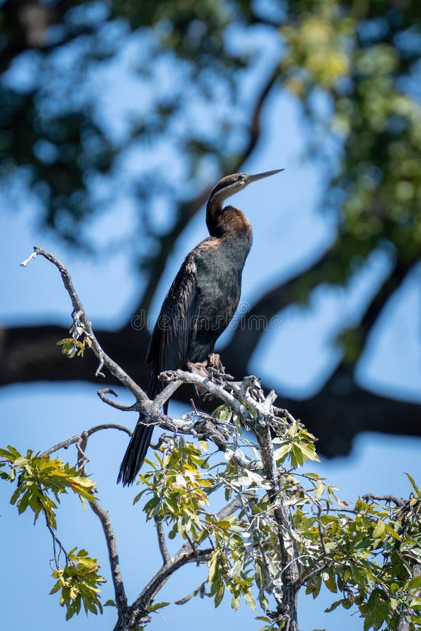 African Darter on Leafy Bush in Sunshine Stock Image - Image of park ...