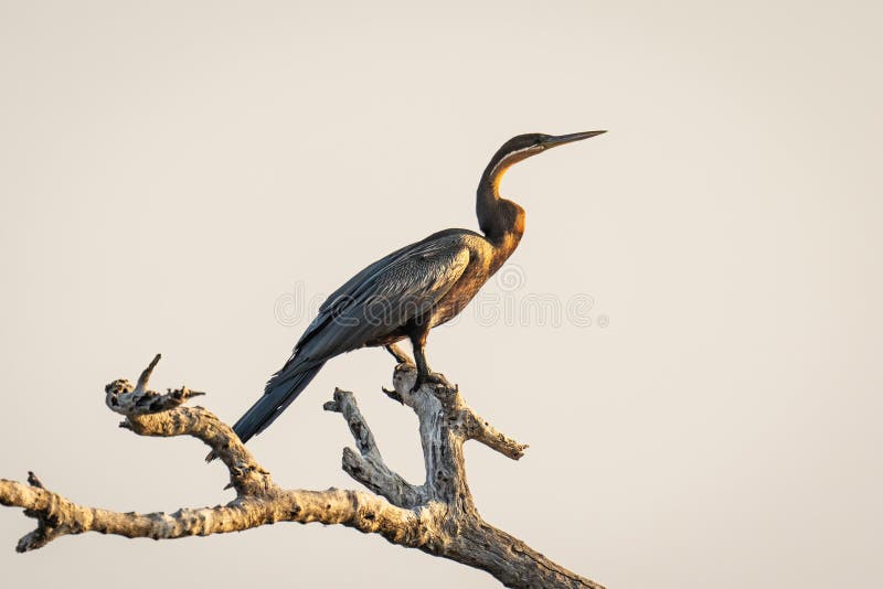 African Darter on Log Stained with Guano Stock Image - Image of lodge ...