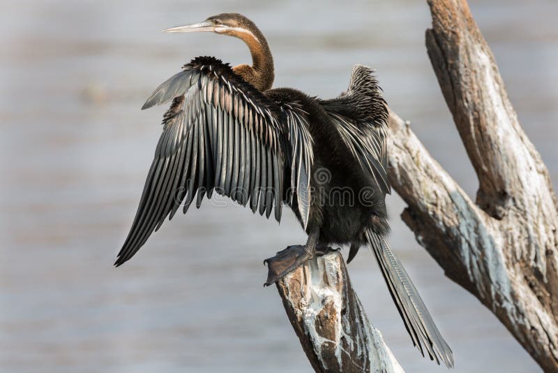 African Darter stock photo. Image of sunning, extended - 37223036