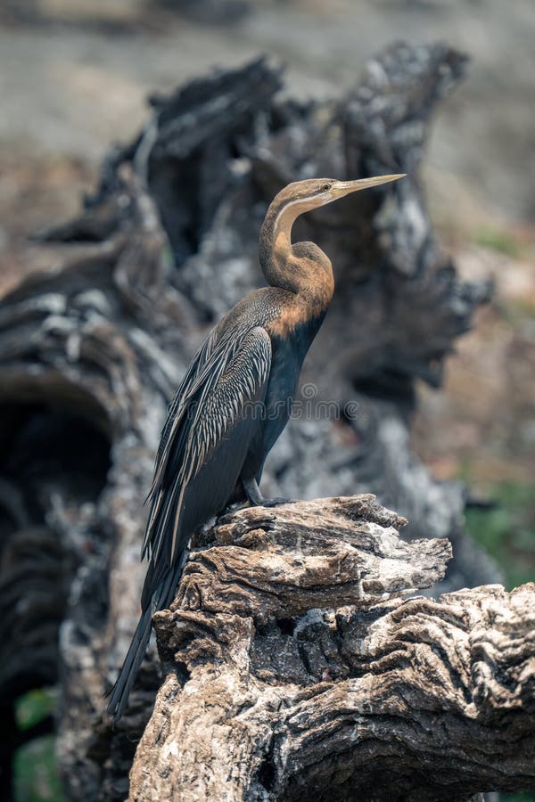 African Darter on Tree Stump in Profile Stock Photo - Image of nature ...