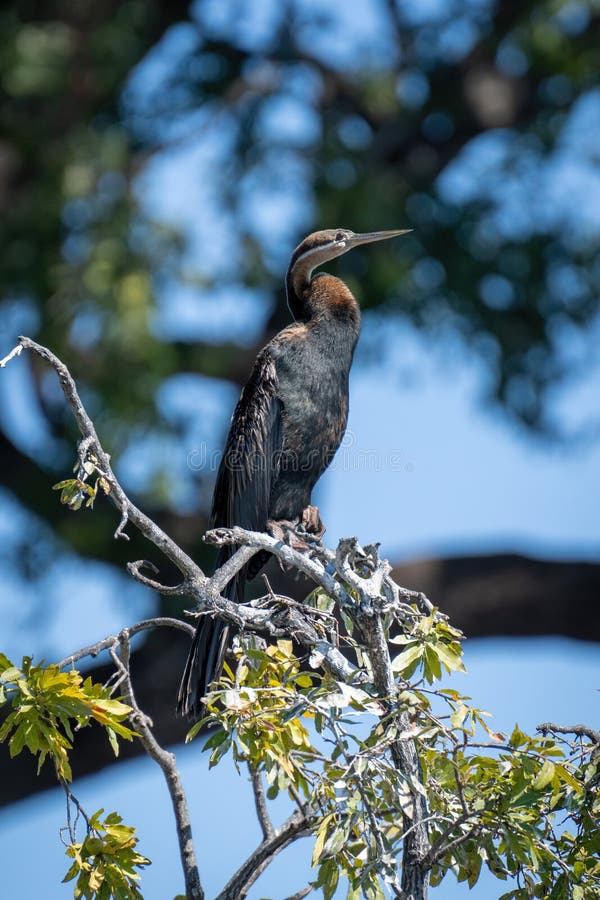 African Darter on Twisted Bush in Profile Stock Image - Image of park ...