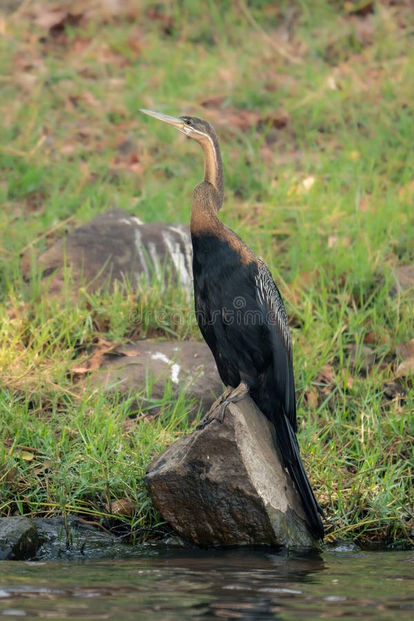 African Darter on Stump Stained with Guano Stock Photo - Image of bird ...