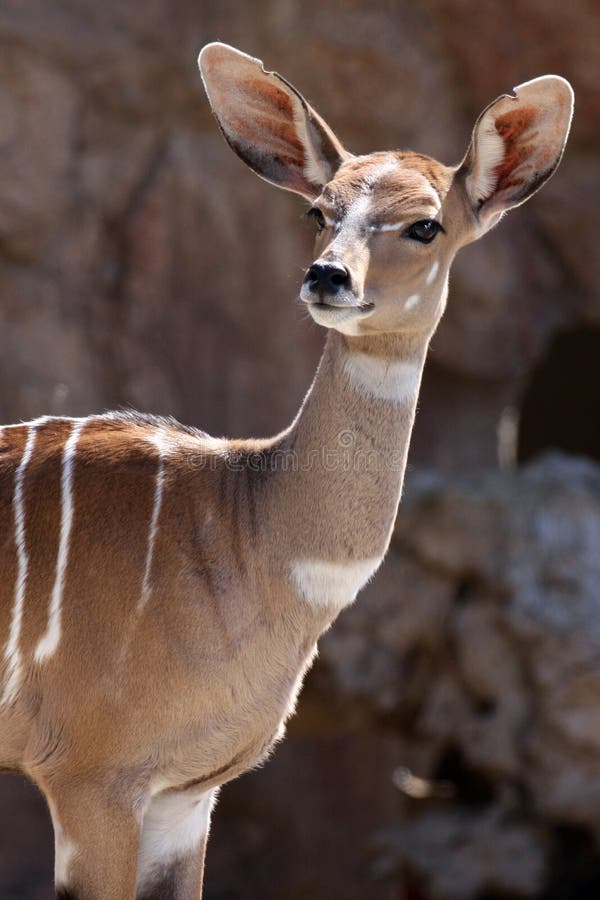 African Striped Deer
