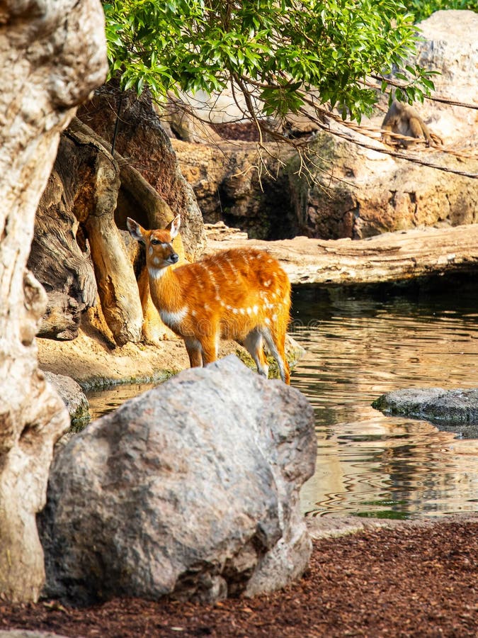 African deer stock image. Image of cinematic, green - 346976651