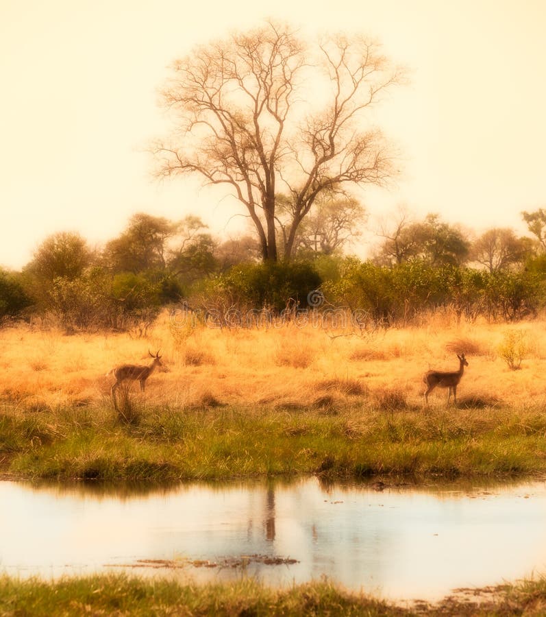 African delta with impalas stock image. Image of scene - 47594379