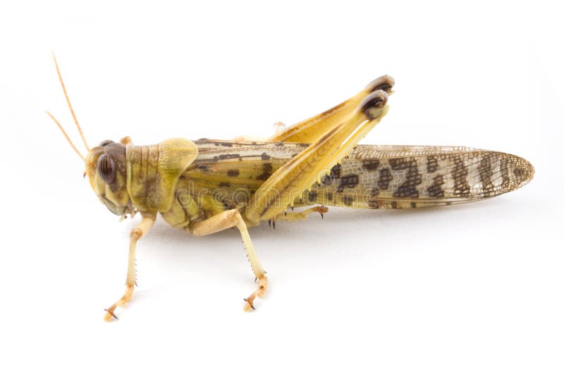 Migratory Locust, Locusta Migratoria Stock Image - Image of white ...