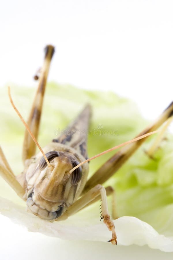 African Desert Locust stock image. Image of schistocerca - 7801653