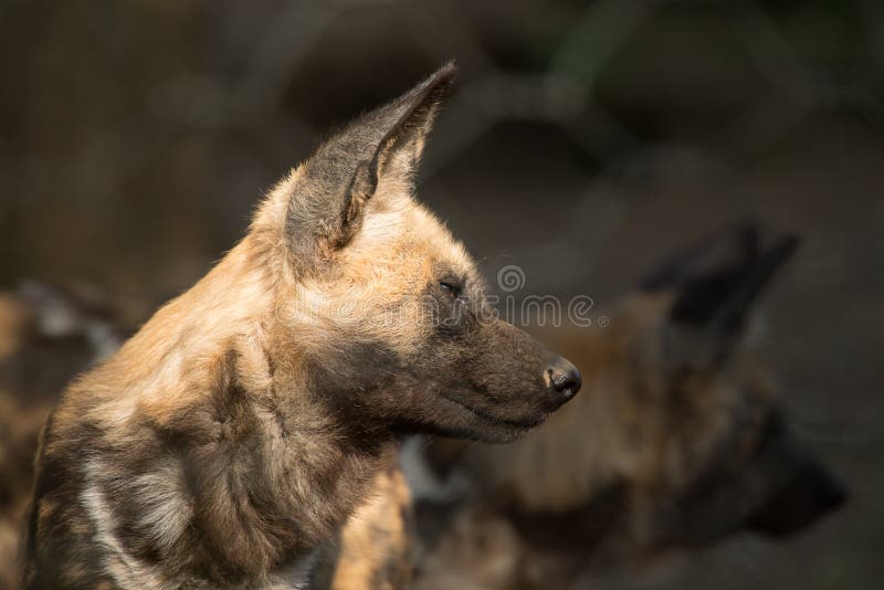 African Dog (lycaon) Close Up Stock Image - Image of animal, snout ...