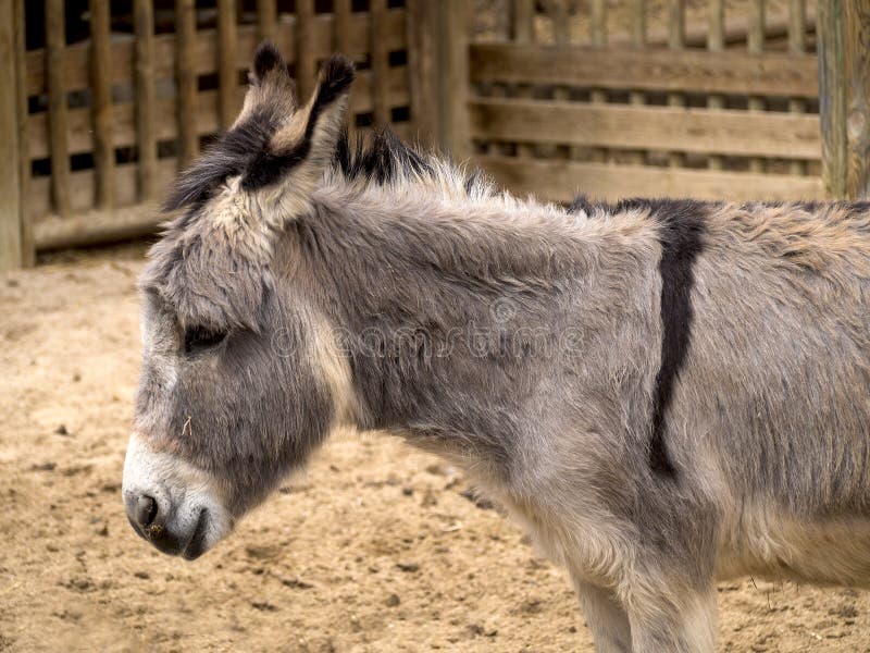 Donkey profile stock photo. Image of brown, europe, sunny - 89396106