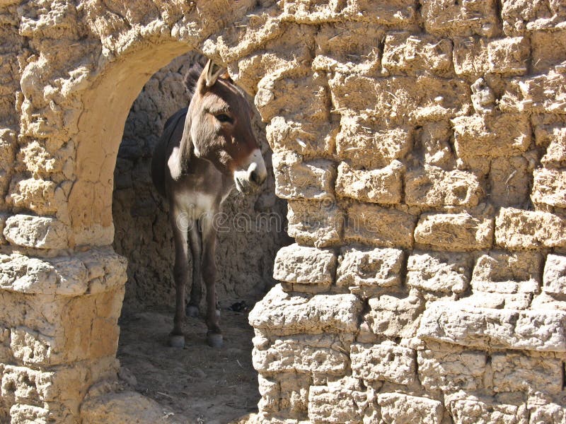 African Donkey in the Stable. Stock Image - Image of vertebrate, urban ...