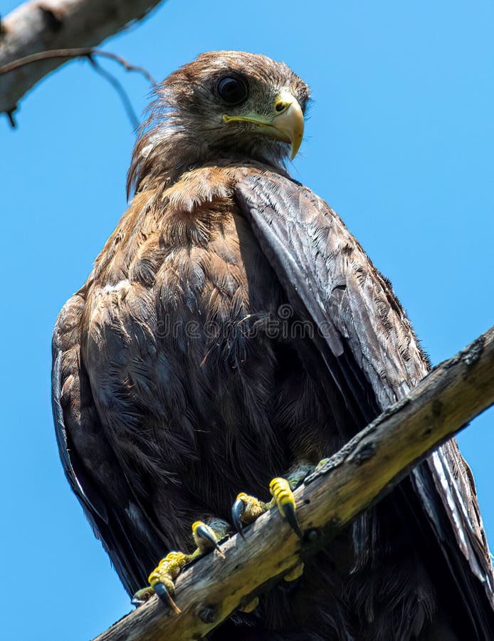 829 South African Brown Eagle Stock Photos - Free & Royalty-Free Stock Photos from Dreamstime