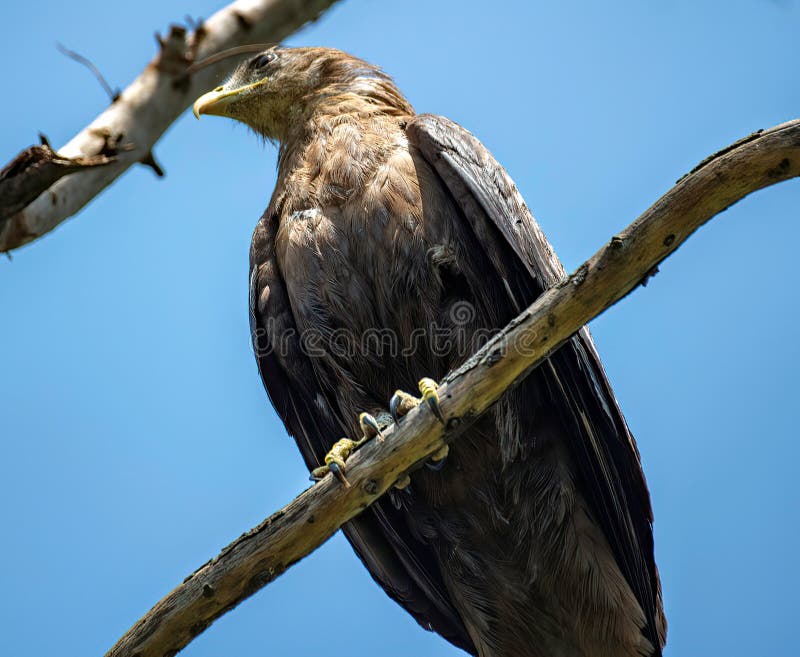 829 South African Brown Eagle Stock Photos - Free & Royalty-Free Stock Photos from Dreamstime