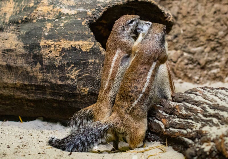African Earth Squirrel in the Kyiv Zoo in Ukraine Stock Image - Image ...