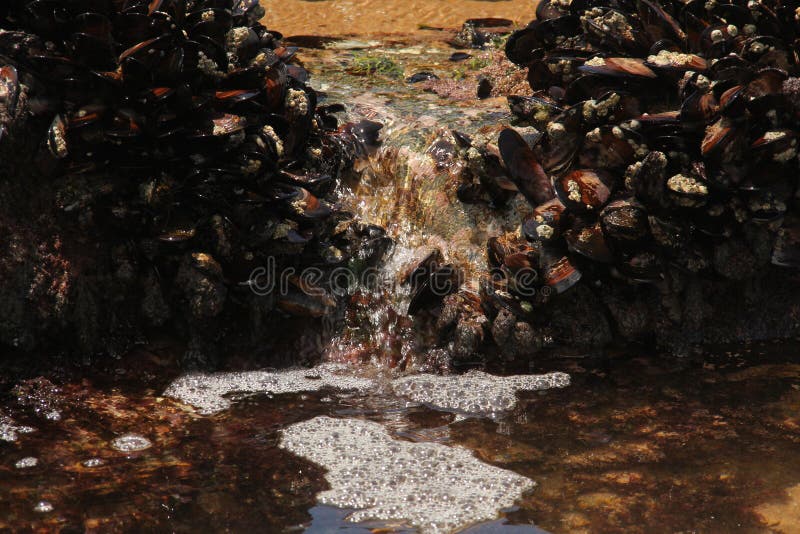 African East Coast Mussels stock photo. Image of brown - 40717396