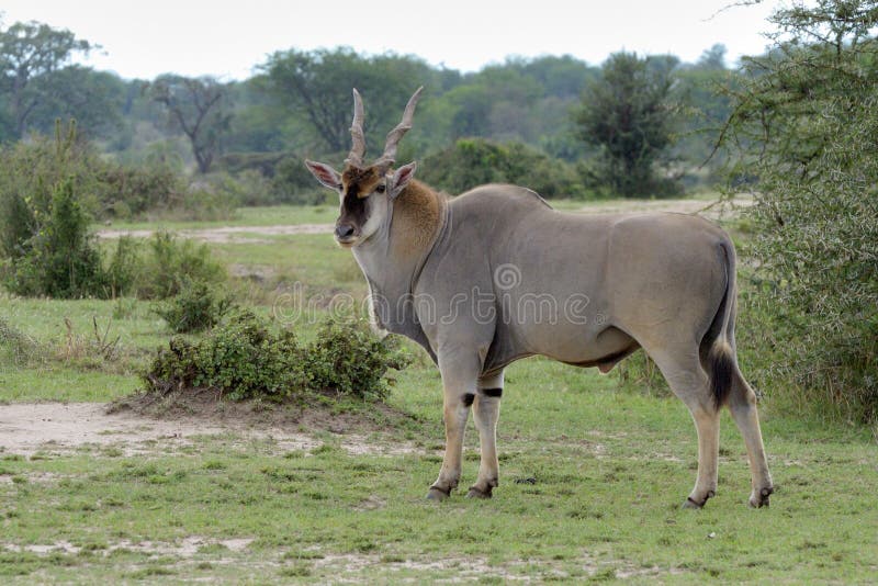 African Eland stock image. Image of hornes, horned, male - 25316057