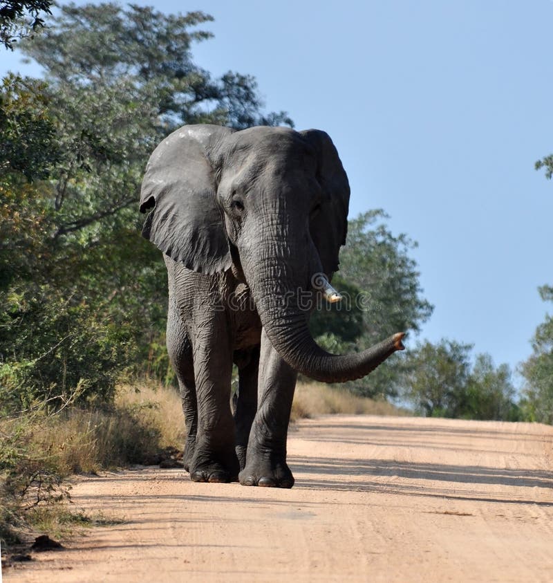 Elephant path stock photo. Image of heavy, national, eastern - 4112614