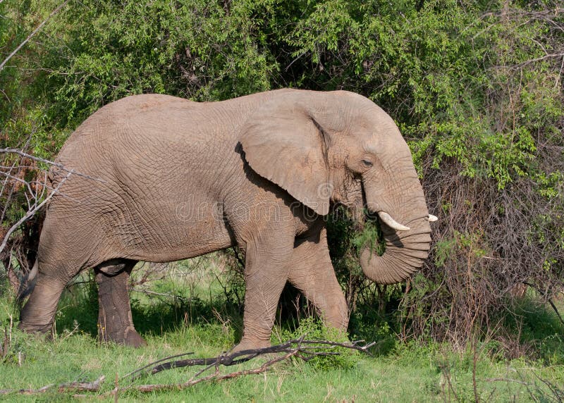 Fast Approaching Elephant stock photo. Image of thirst - 49334898