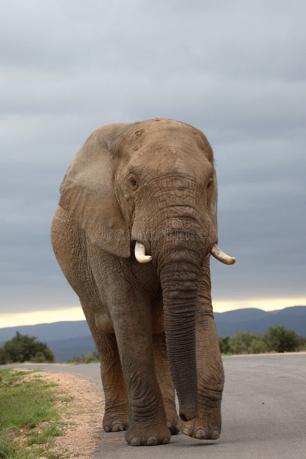 African elephant stock image. Image of africa, wildlife - 5371449