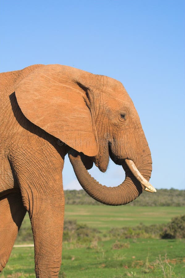 Elephant Scratching Ear Stock Photos - Free & Royalty-Free Stock Photos ...