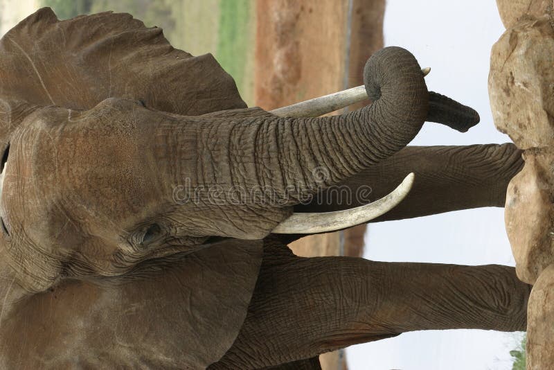 3+ Old tired african elephant Free Stock Photos - StockFreeImages