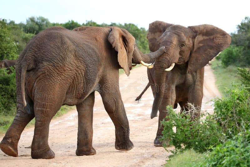 African Elephant Aggression Stock Photo - Image of strength, season ...