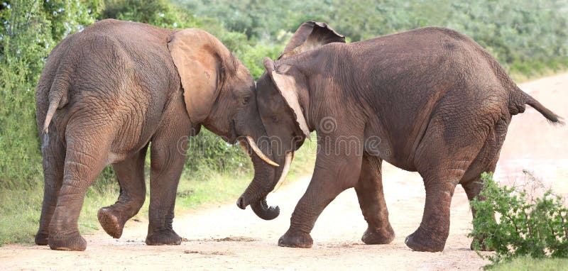 African Elephant Aggression Stock Photo - Image of front, strong: 40999104