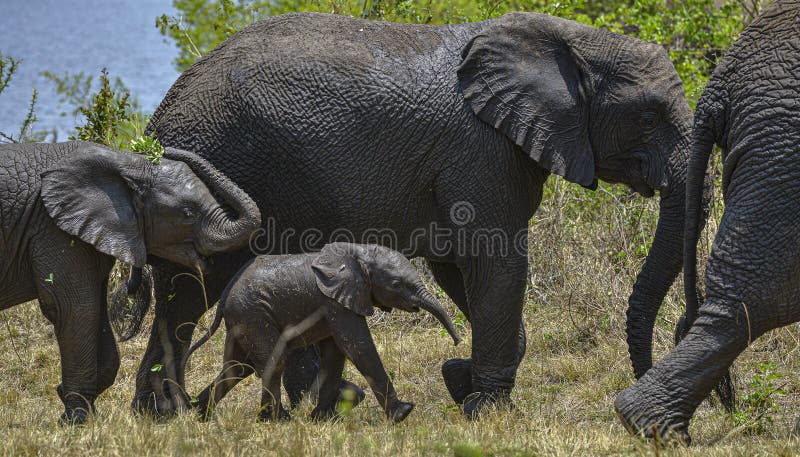 African Elephant in Akagera National Park, Rwanda. Stock Image - Image ...