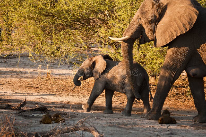 African Elephant and Babe Have Lunch on Fly Stock Photo - Image of ...